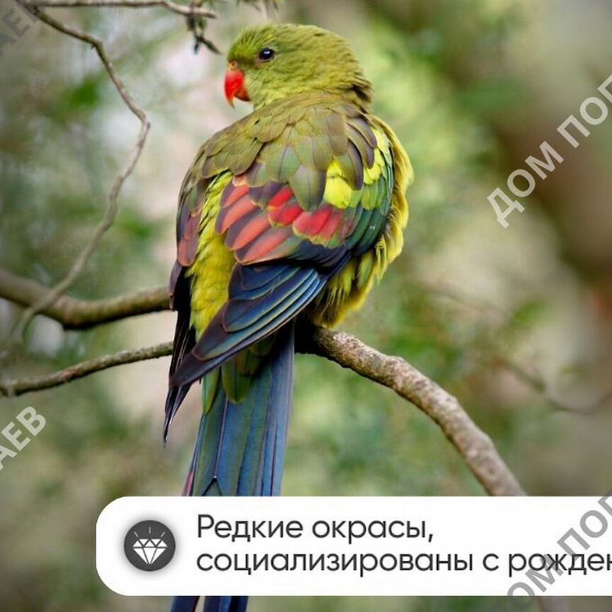 Попугай Горный