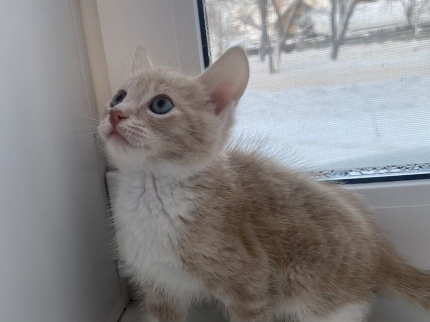 Котята в добрые руки бесплатно мальчик