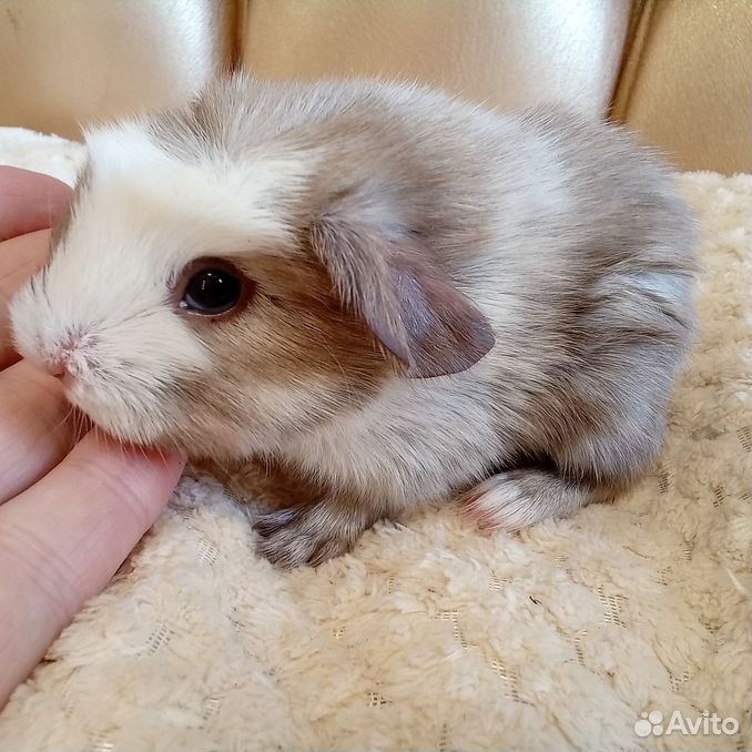 Морская свинка болдуин самка