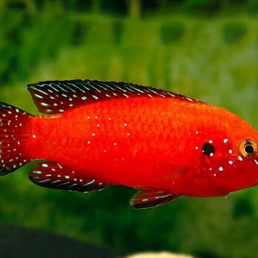 Рыба Химихромис экзул