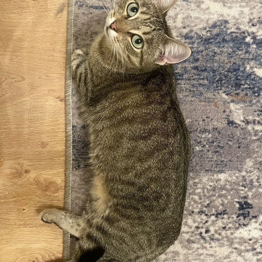 Полосатая кошка