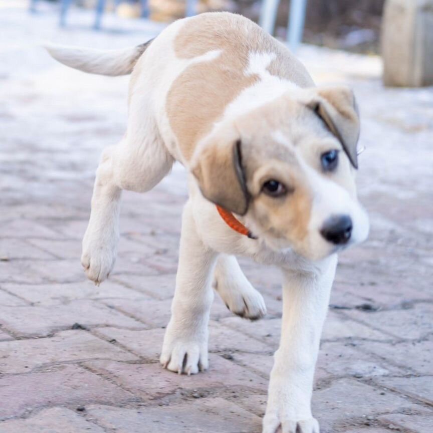 Щенок в добрые руки