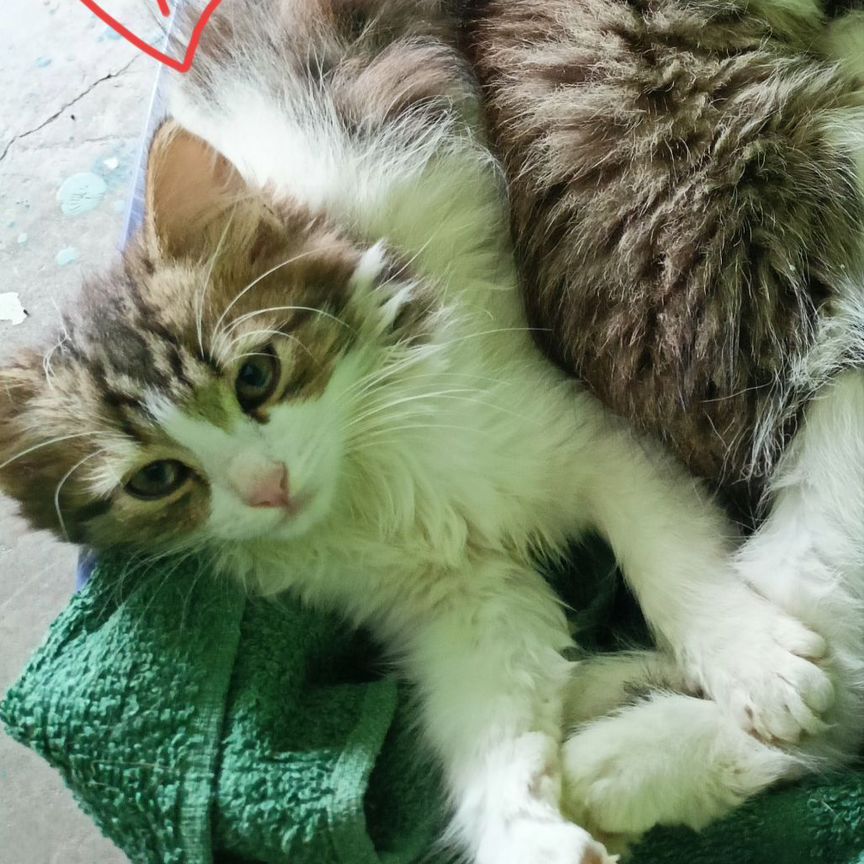 Котята в добрые руки