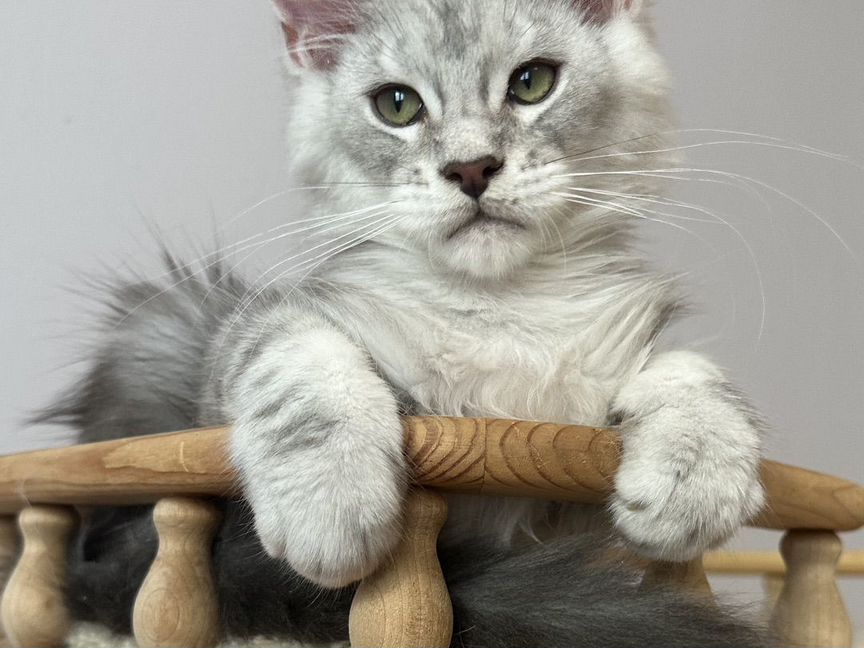 Котик Мейн-кун голубое серебро