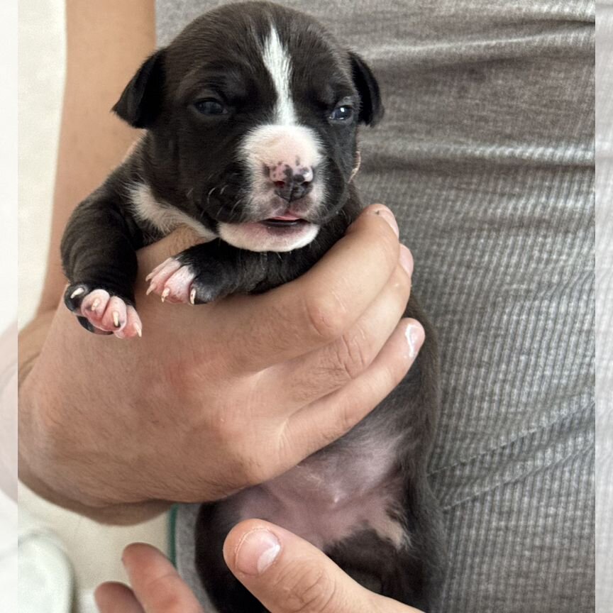 Американский стаффордширский терьер, щенок