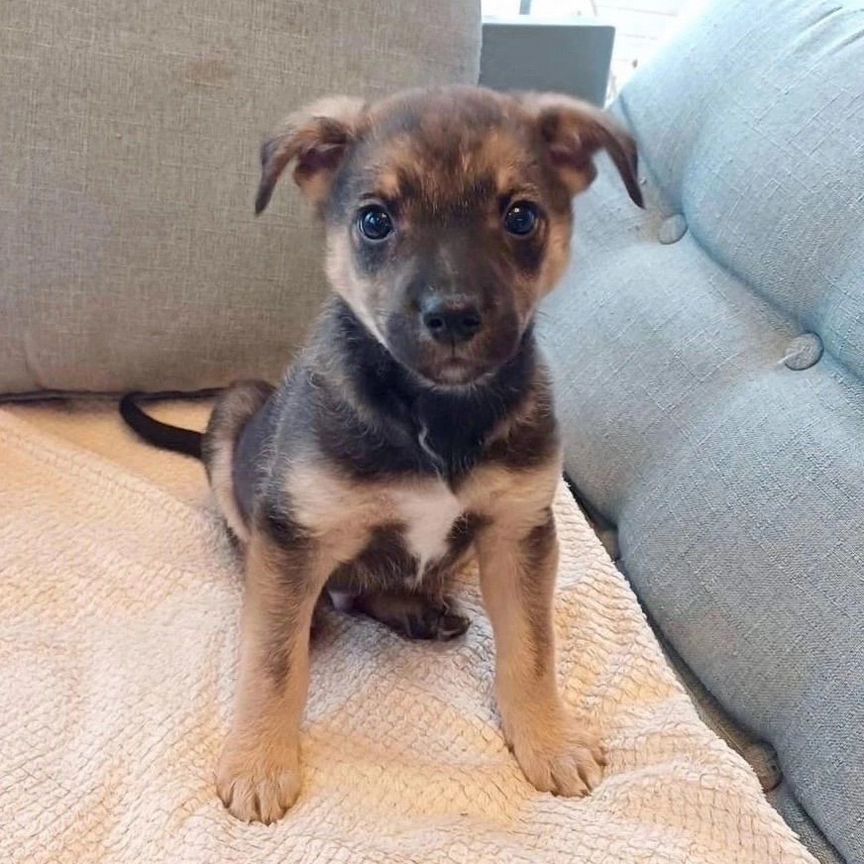 Мальчик щенок