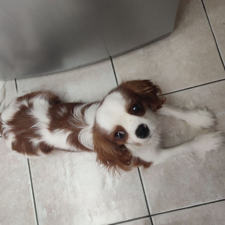 Кавалер кинг-чарльз-спаниель, щенок