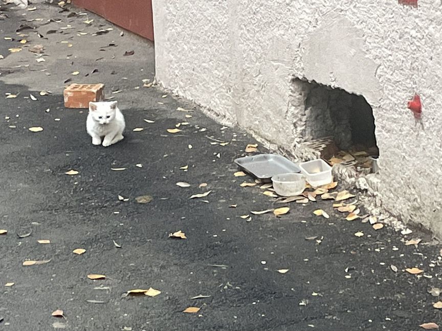 Маленький белый котенок ищет дом