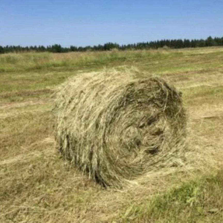 Продам сено 200кг
