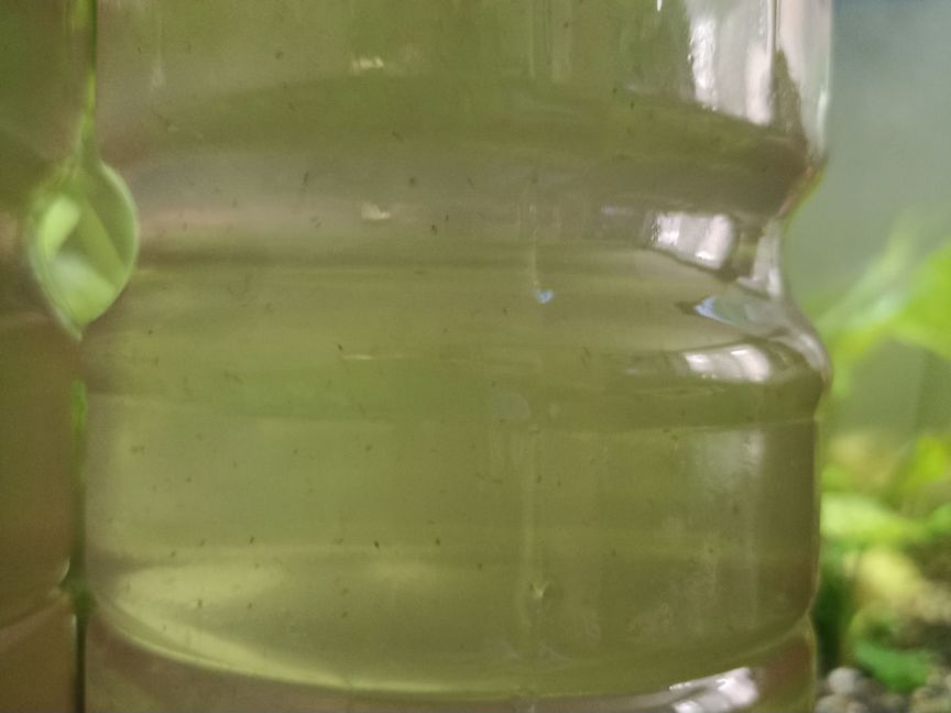 Дафния моина