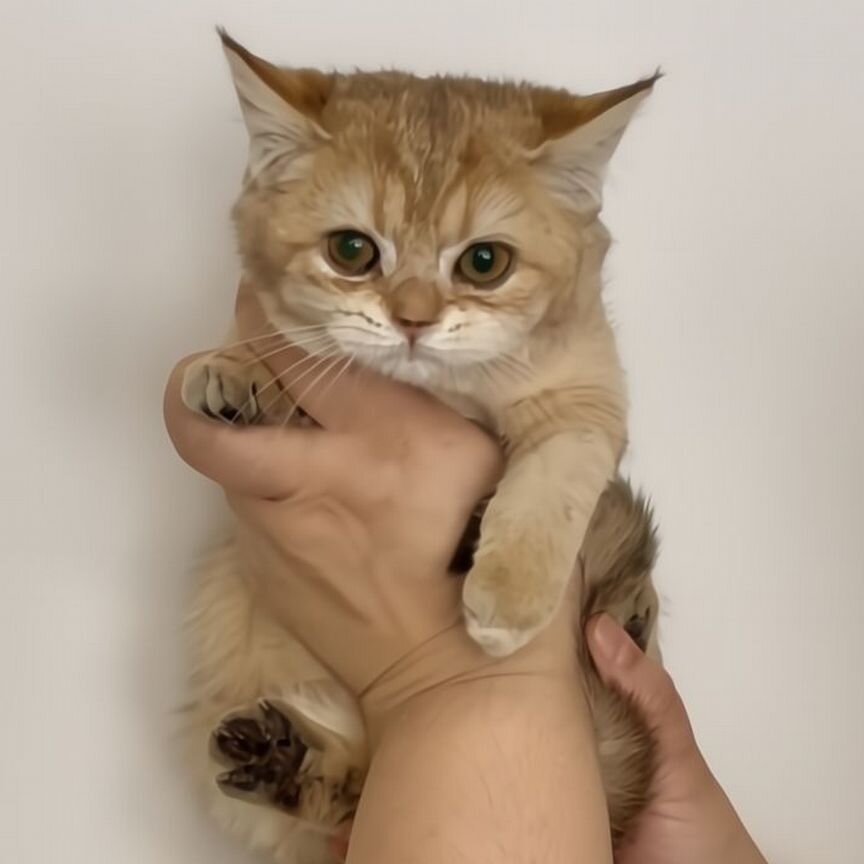 Шотландский прямоухий короткошёрстный котёнок