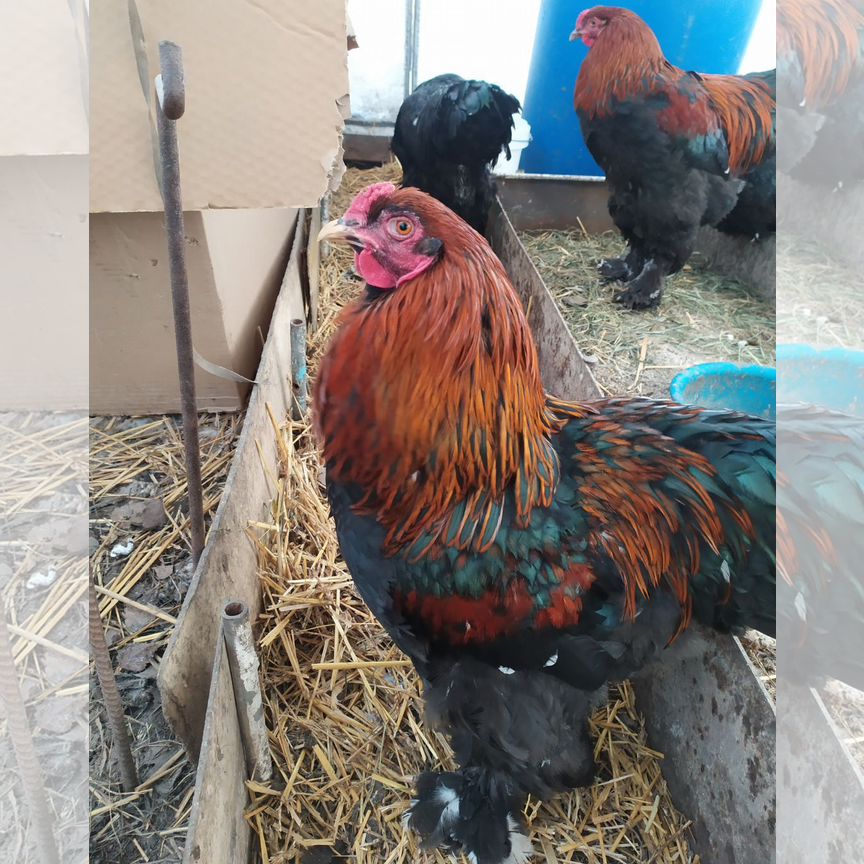 Петух брама