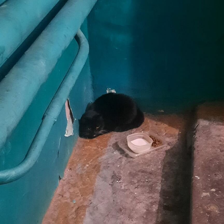 Котейка в подъезде
