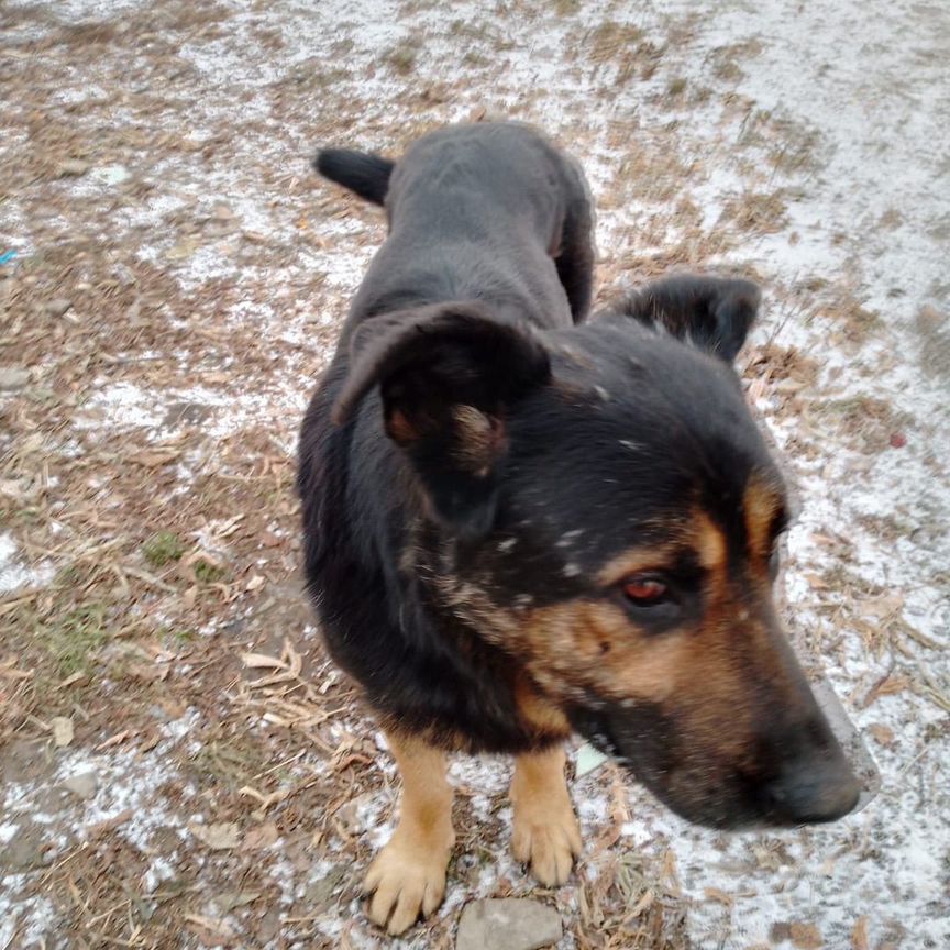 Собака в добрые руки