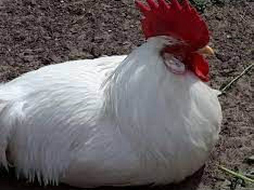 Молодой петух Ломан (Запруд)