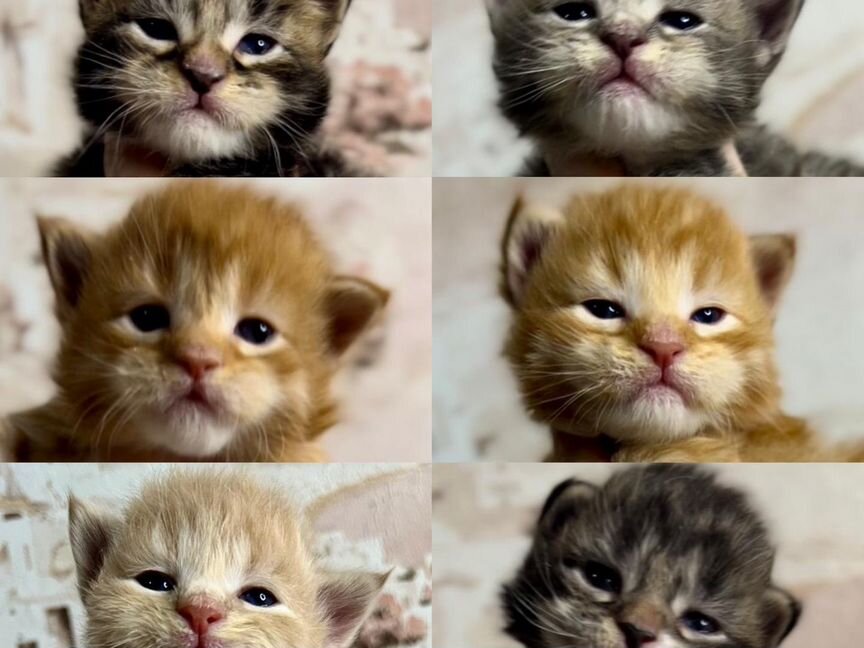 Котята в бронь полидакты и классики