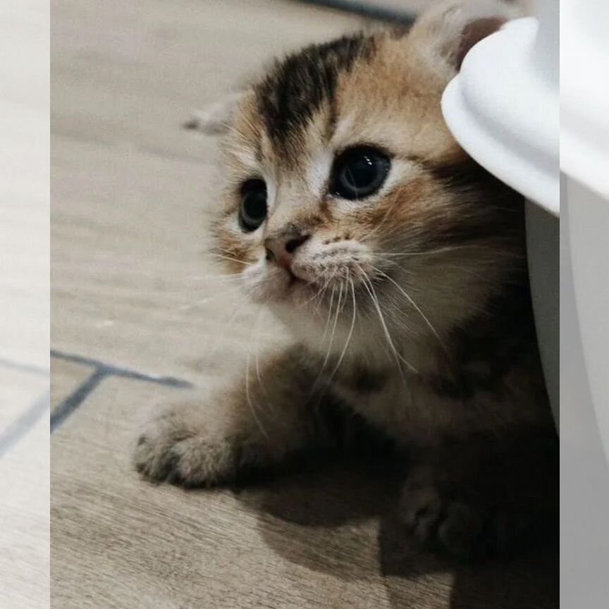 Шотландский вислоухий короткошёрстный котёнок