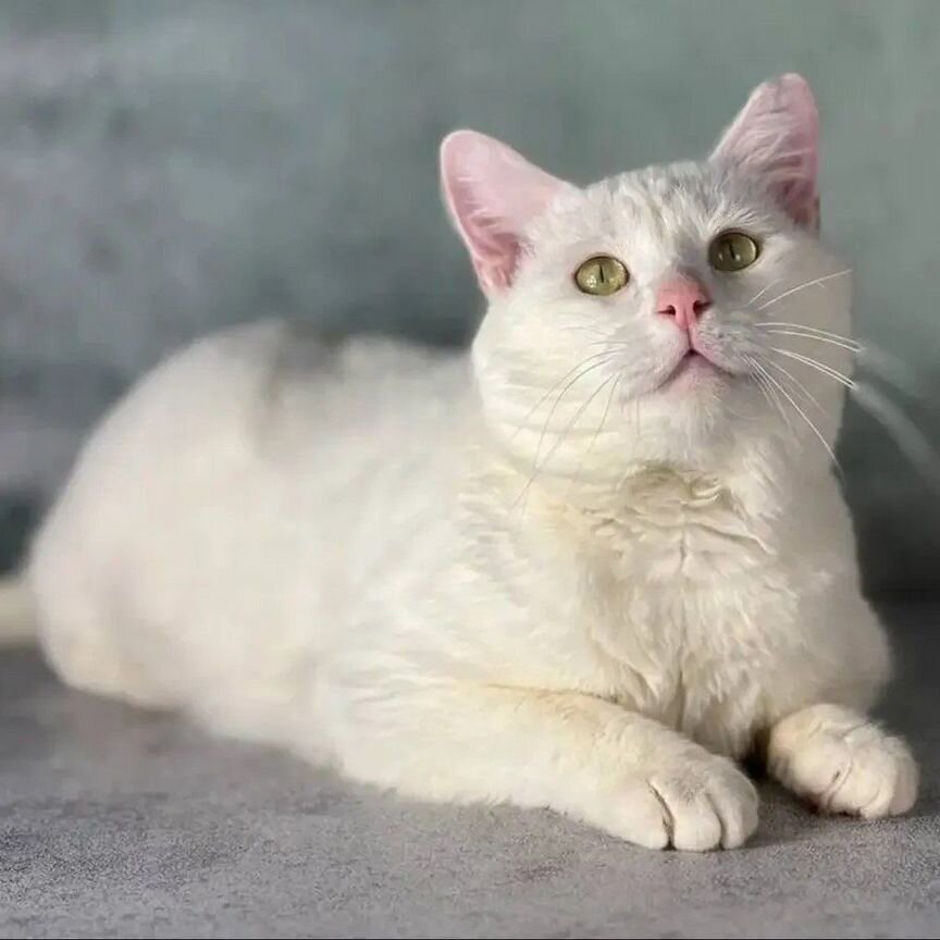 Взрослый кот в добрые руки