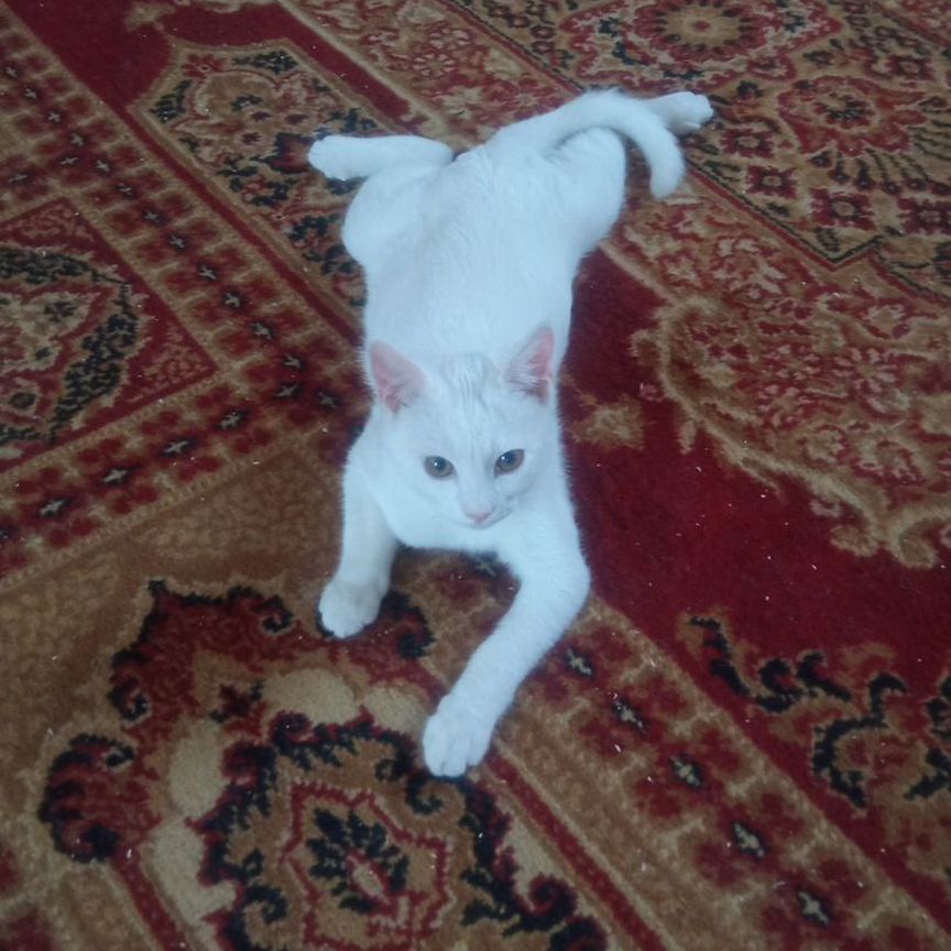 Отдаю молодого кота в добрые руки