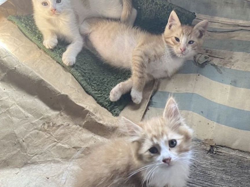 Нужна помощь рыжие белые котята рыжий котенок