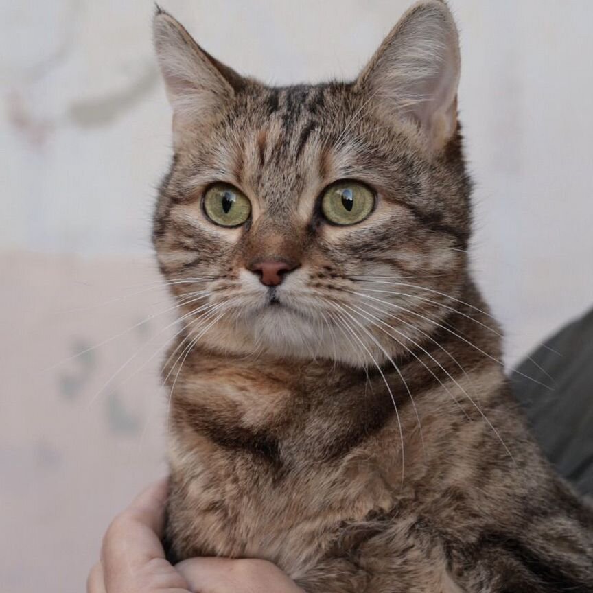 Кошка в добрые руки