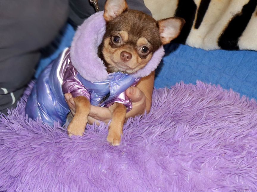 Шоколадная Модница чихуахуa c доcтавкoй