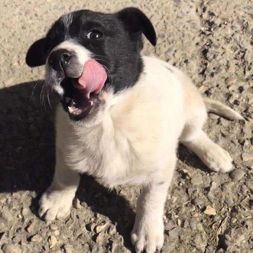 Красивый черно-белый щенок в дар