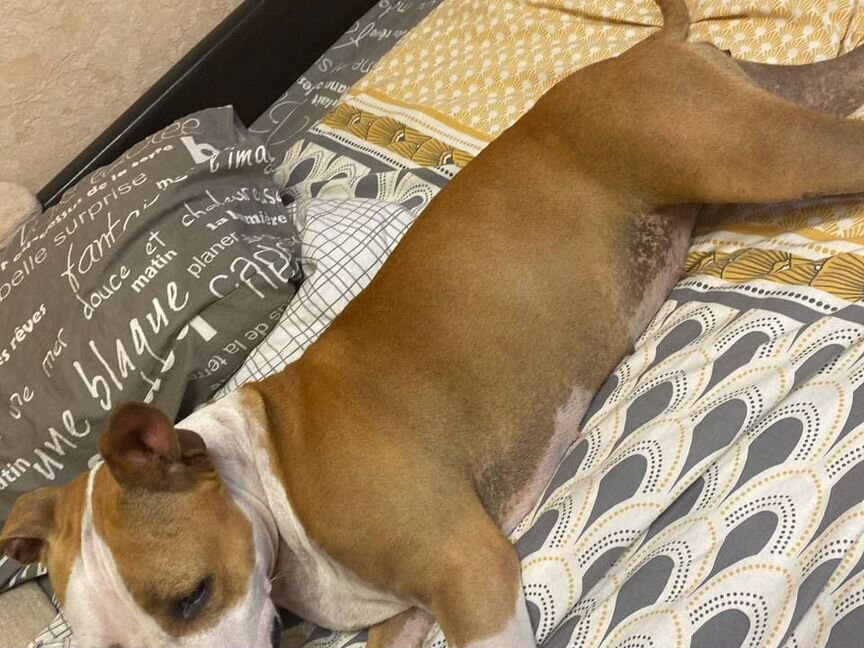 Стаффордширский терьер