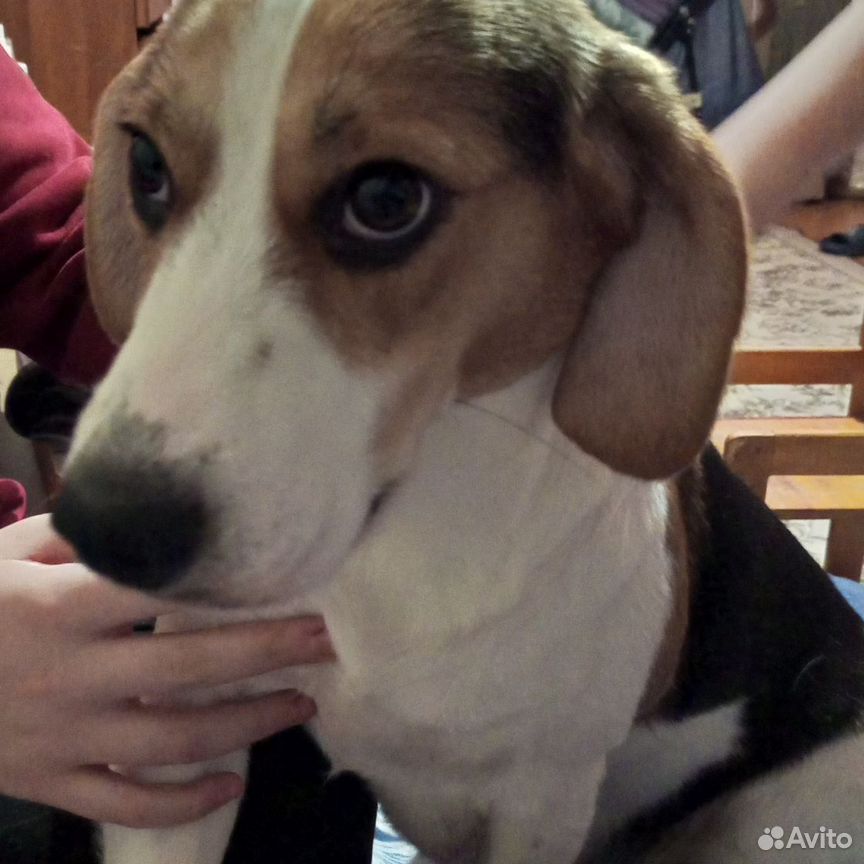 Собака в добрые руки отдам бесплатно