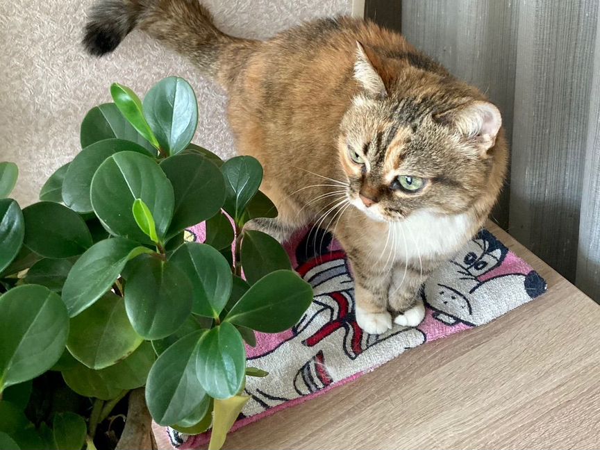 Кошечка Ляся в добрые руки