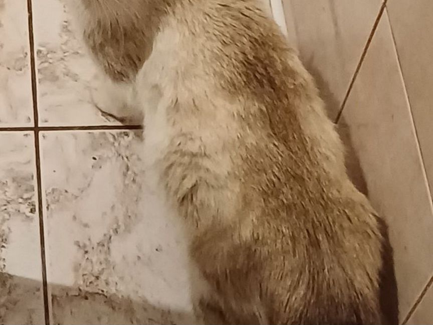 Лакшми ищет дом
