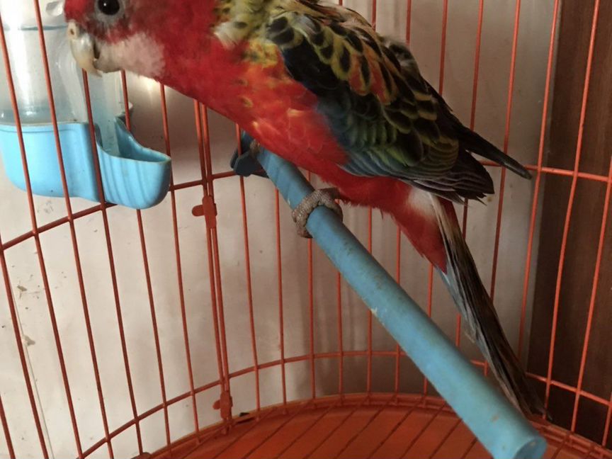 Попугай розелла мальчик