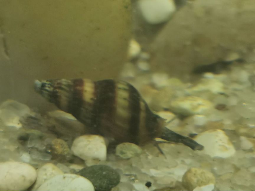 Улитка химера