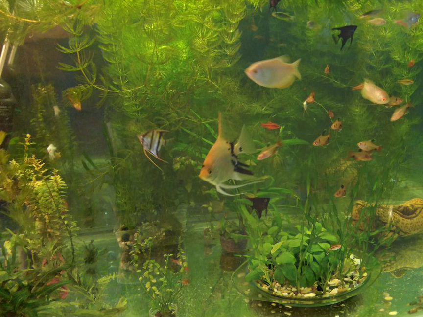 Живые растения в аквариум
