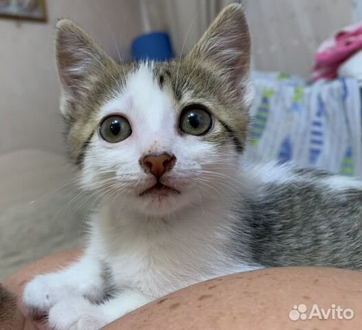 Супер мини котенок