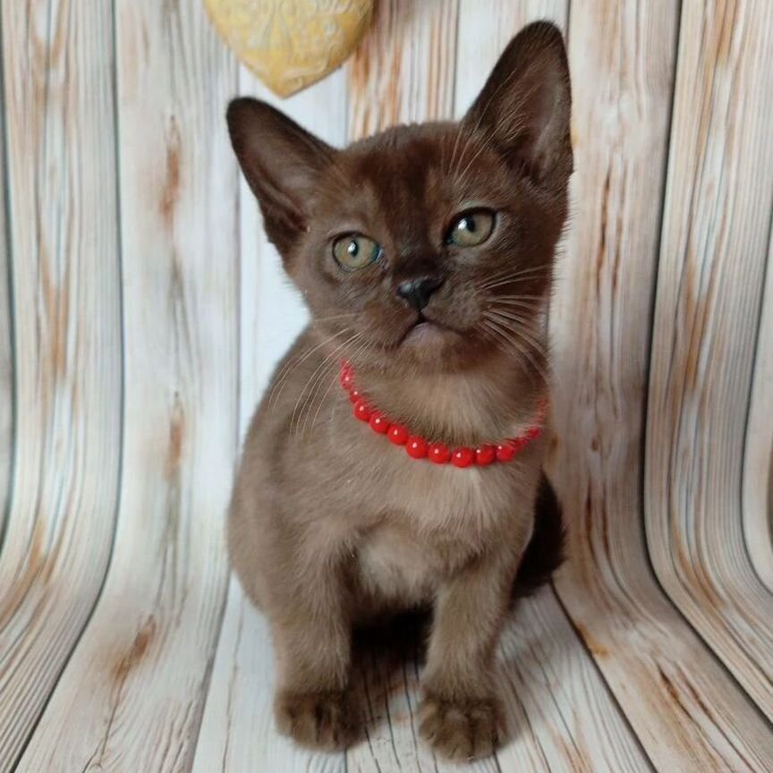 Европейский бурманский котёнок