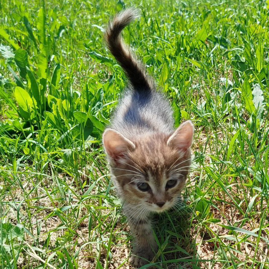 Котёнок в добрые руки