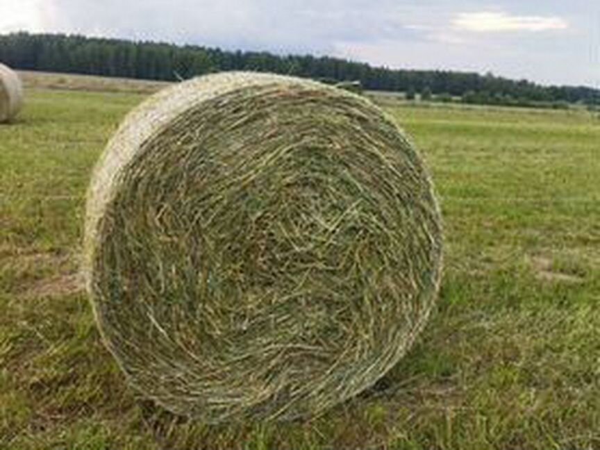 Продам сено в рулонах