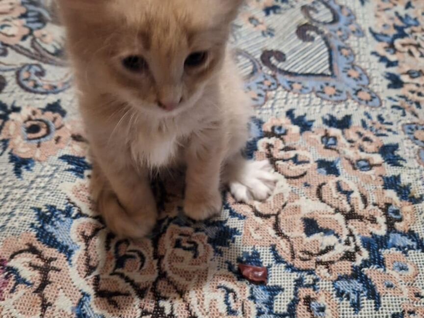 Котята в добрые руки бесплатно