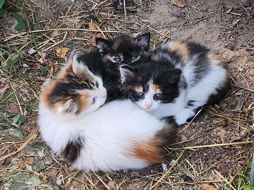 Трехцветные котята в добрые руки