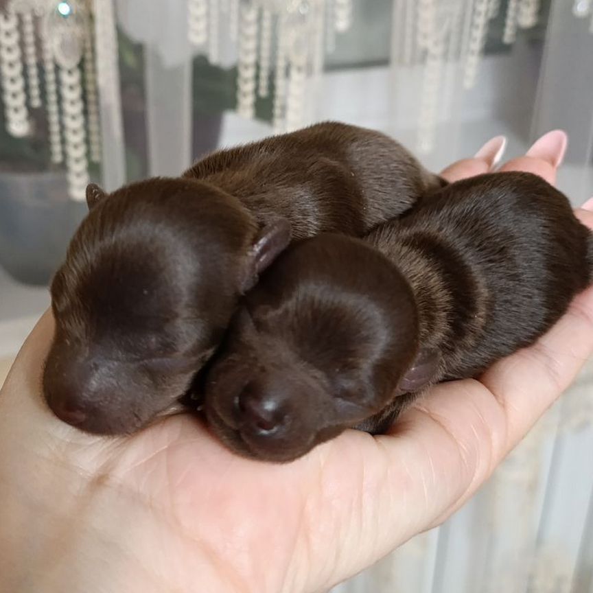 Йоркширский терьер, щенок