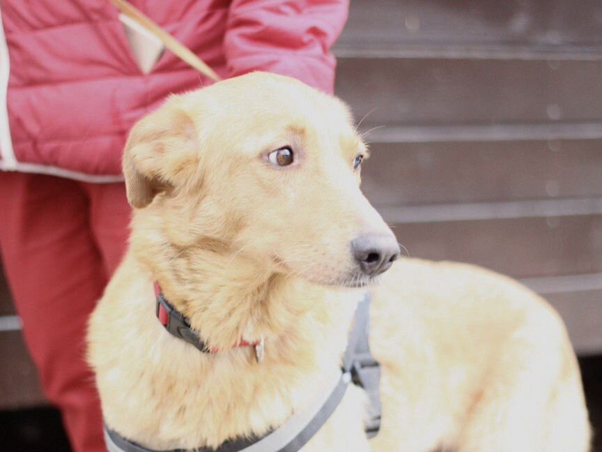 Очень хорошая домашняя собака в добрые руки