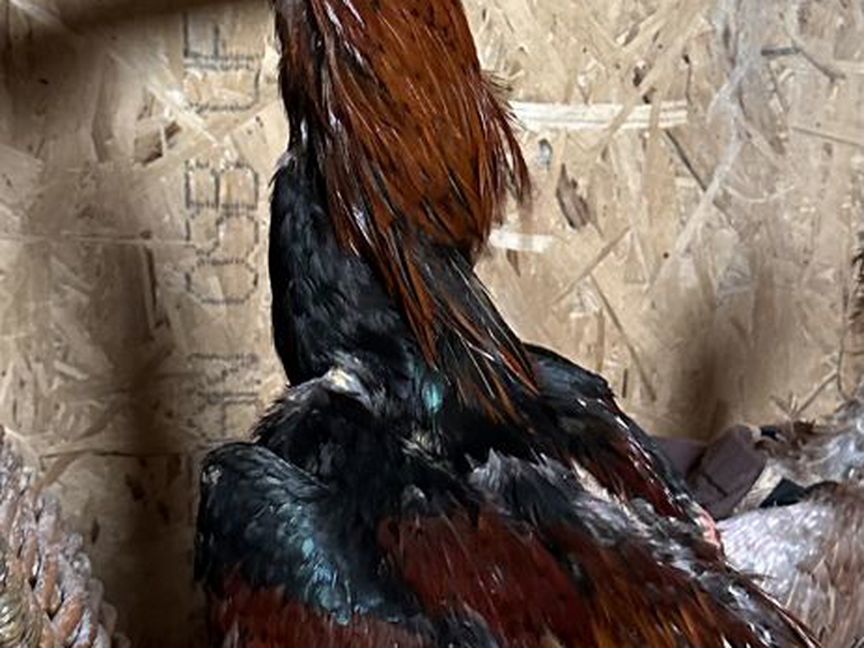 Петух О Шамо