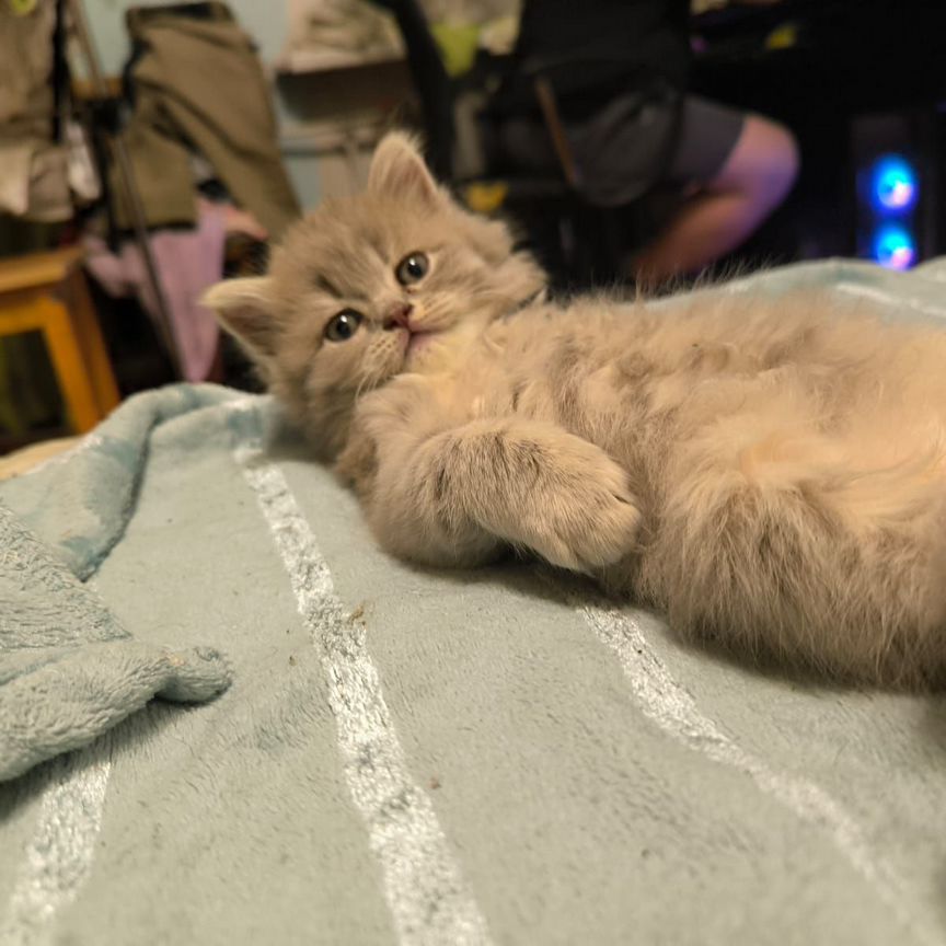 Котёнок шотландец