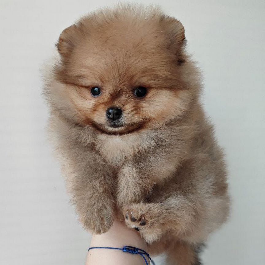 Померанский шпиц, щенок
