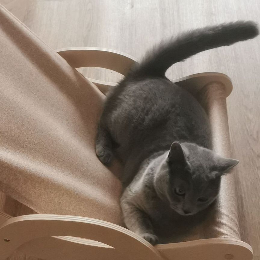 Лежанка для кота