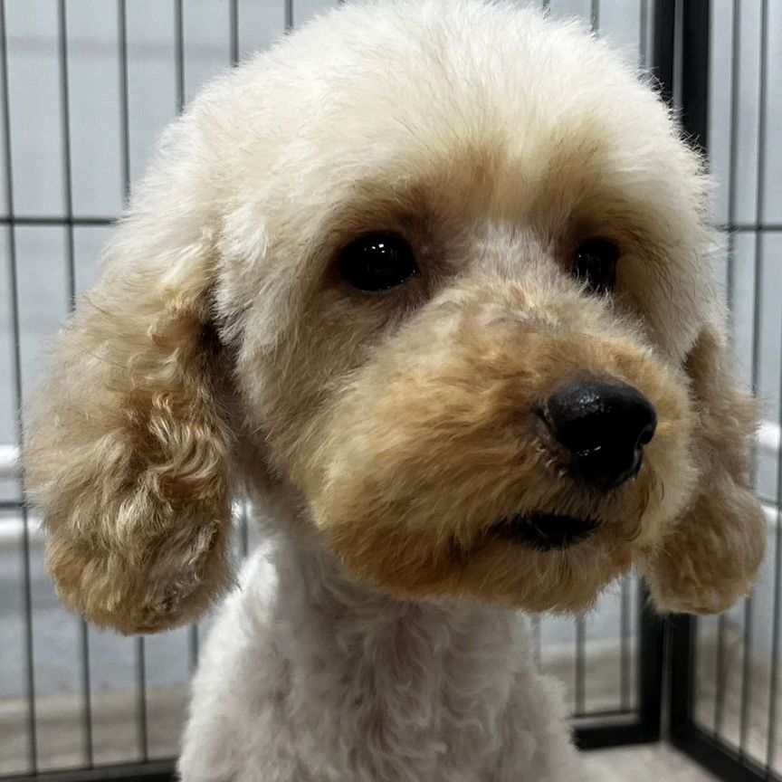 Карликовый пудель, взрослая собака