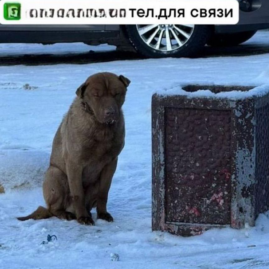 Собака породистая