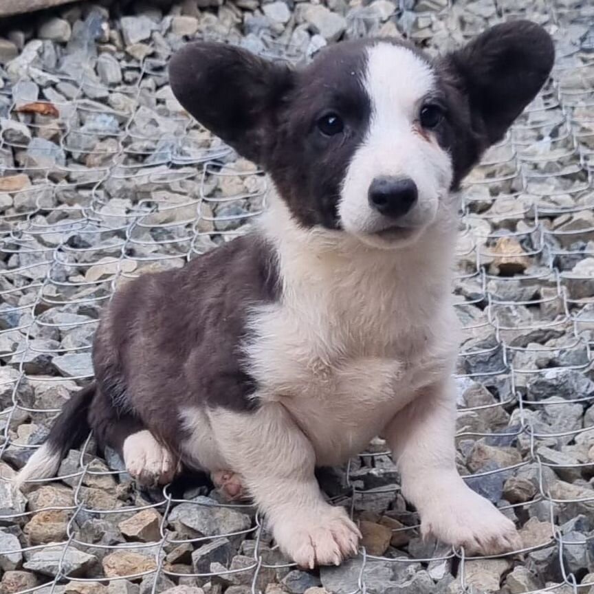 Мальчик корги