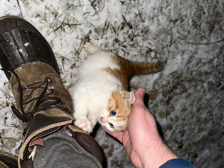 Котëнок